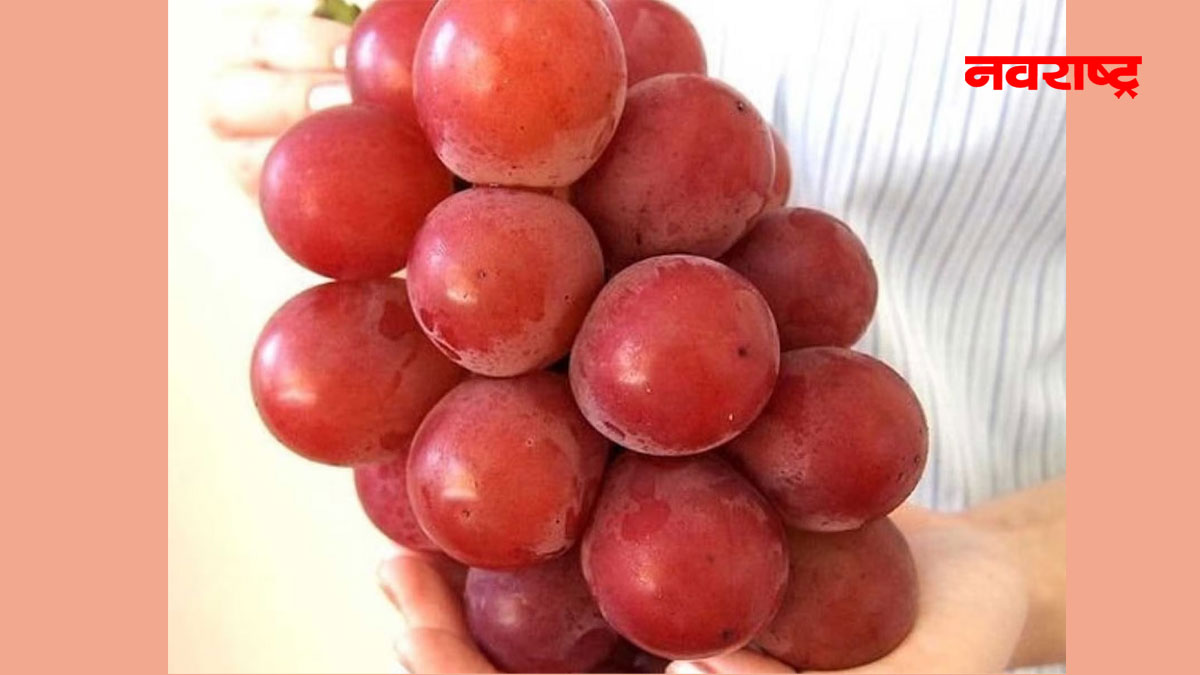 आगा बाबवं! जपानच्या रुबी रोमन द्राक्षांनी खाल्ला भाव, पटकावलाय जगातील सर्वात महागडं फळ होण्याचा ...