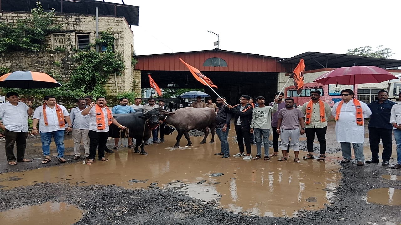 मनसेचे अनोखे निषेध आंदोलन, महाड एसटी स्थानकात बांधली चक्क गुरे ...